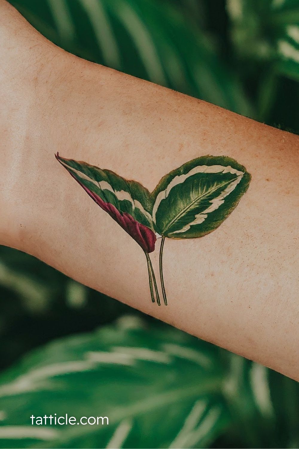 Calathea Tattoo Meaning: Stunning Ideas That Will Inspire Your Next Ink ...