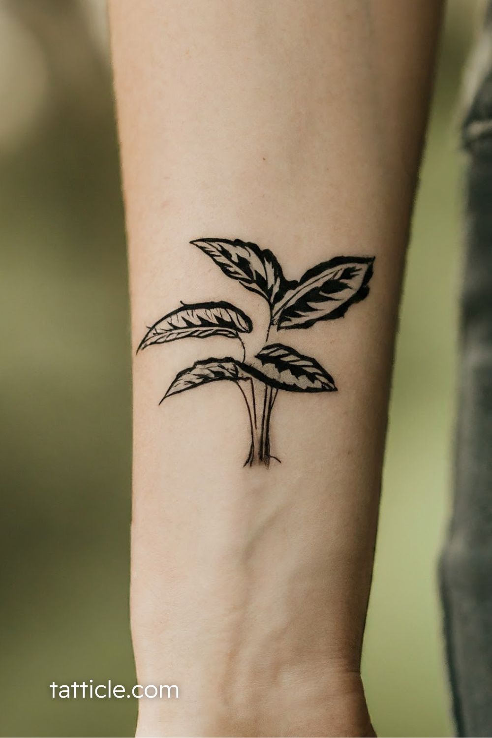 Calathea Tattoo Meaning: Stunning Ideas That Will Inspire Your Next Ink ...