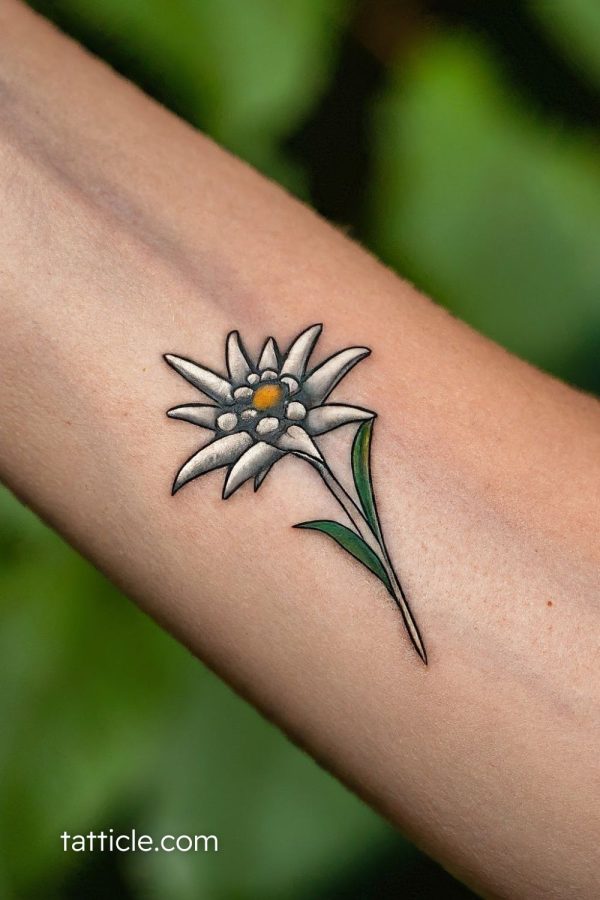 Edelweiss Tattoo Meaning: Fascinating Ideas and Symbolism You Need to ...